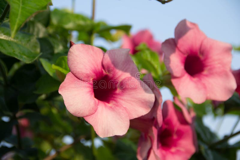 Spring pink flowers. stock photo. Image of summer, blossom - 34563922