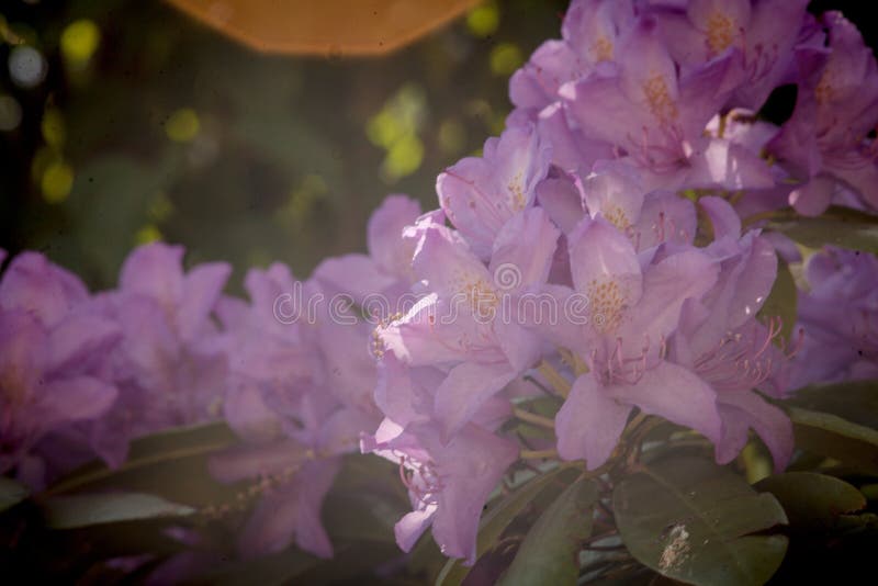 Spring pink flowers stock photo. Image of beautiful, grass - 68283018