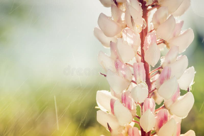 Spring pink flowers stock photo. Image of season, natural - 31077268