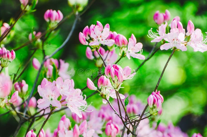 Spring Pink Flowers on Bushes in the Park and Sunlight Stock Photo ...