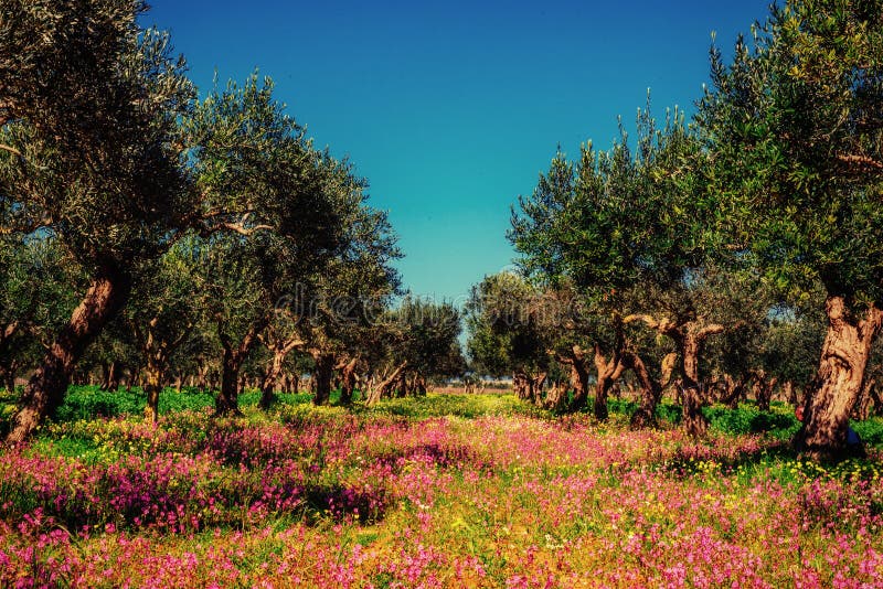 Spring pink flowers. stock image. Image of meadow, grow - 67218249
