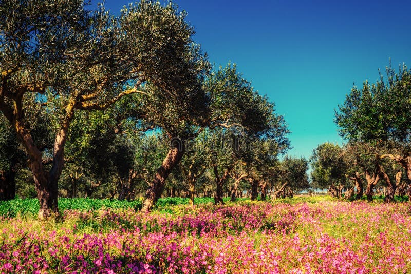 Spring pink flowers. stock photo. Image of rows, grow - 67218862