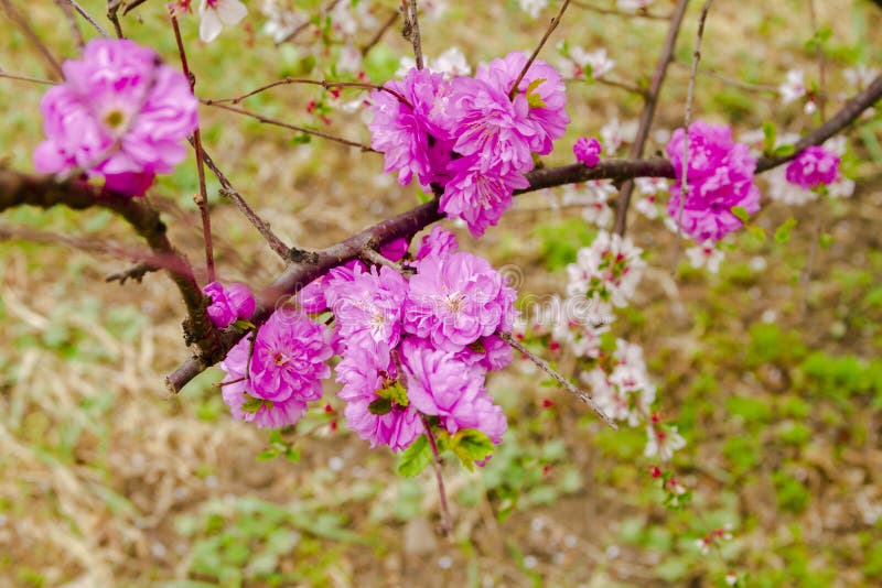 153 Tree Sprouting Leaves Art Stock Photos - Free & Royalty-Free Stock ...