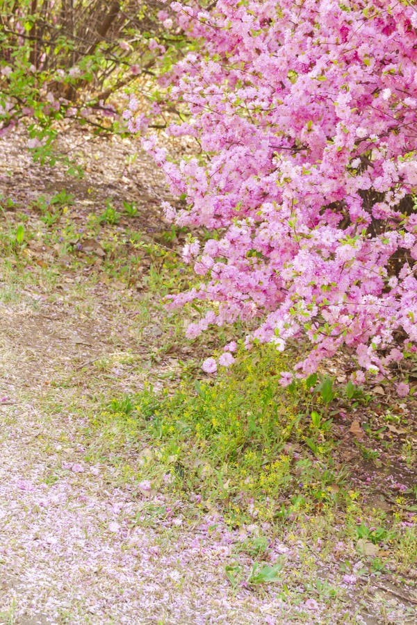 Spring Pink Flowers and Tree Sprouting in a Park Stock Image - Image of ...