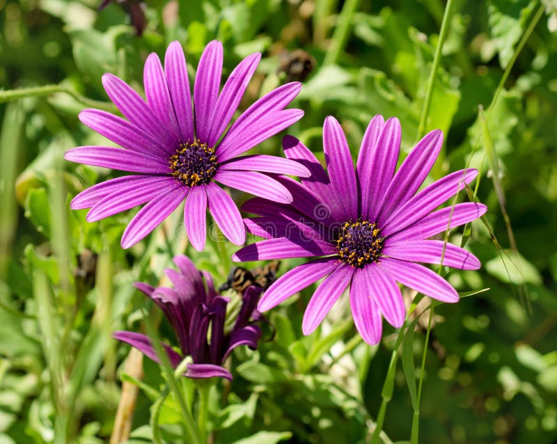 Spring pink flowers stock photo. Image of copy, blooming - 30794016