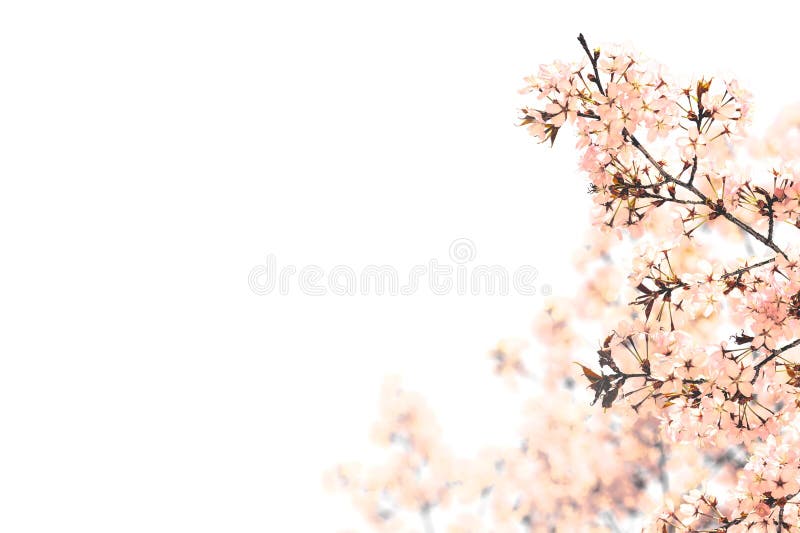 Spring Pink Flowers on White Backgrounds Stock Image - Image of plant ...