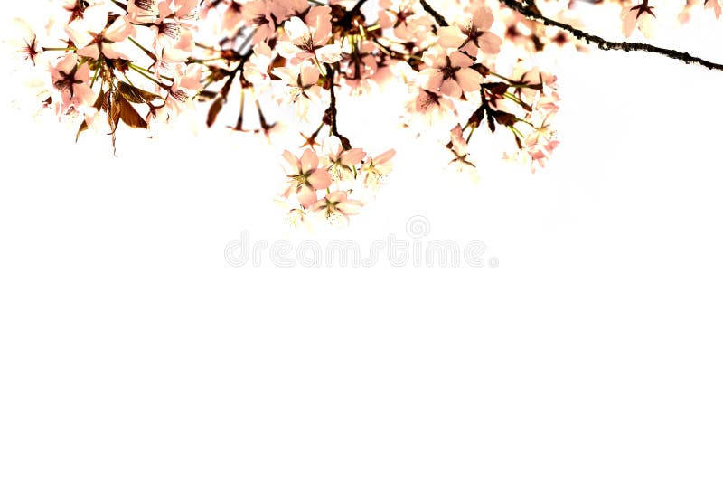 Spring Pink Flowers on White Backgrounds Stock Photo - Image of focus ...