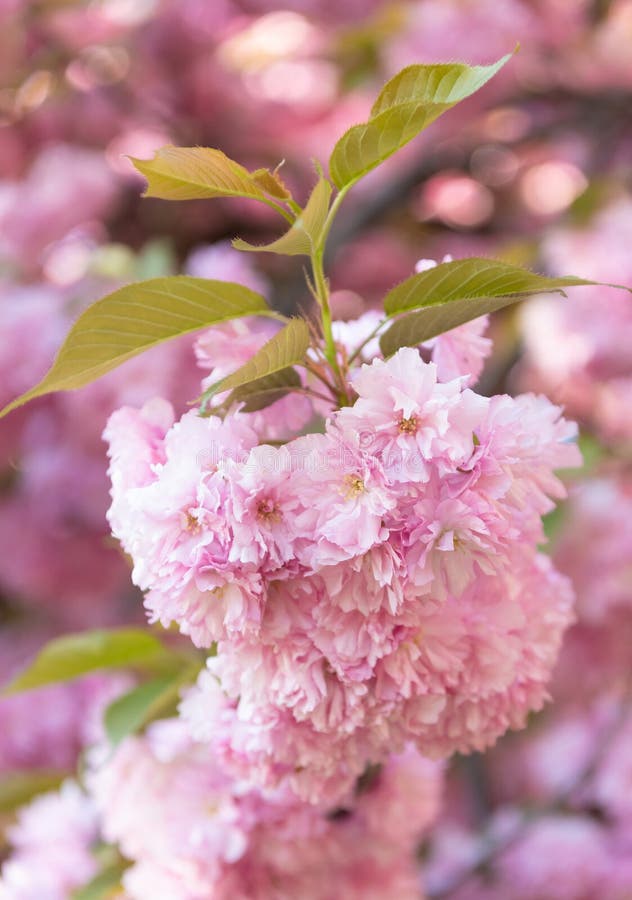 Spring. Pink Japanese Cherry Flower on Blooming Spring Tree Stock Image ...