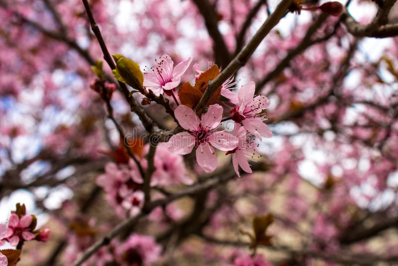 Spring Pink Plum Tree Flower Stock Photo - Image of flower, morning ...