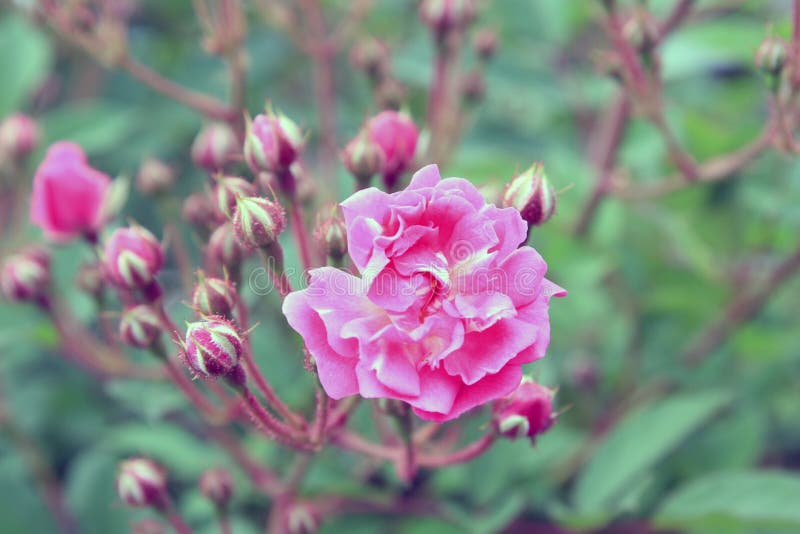 Spring. Pink rose. stock photo. Image of flower, close - 25081398