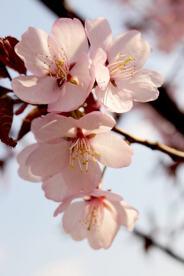 Spring Pink Sakura Flowers in Bloom on Sunny Day Stock Photo - Image of ...