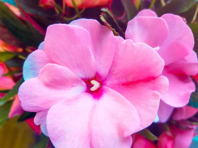 Spring pink stock photo. Image of spring, pink, flower - 116578240