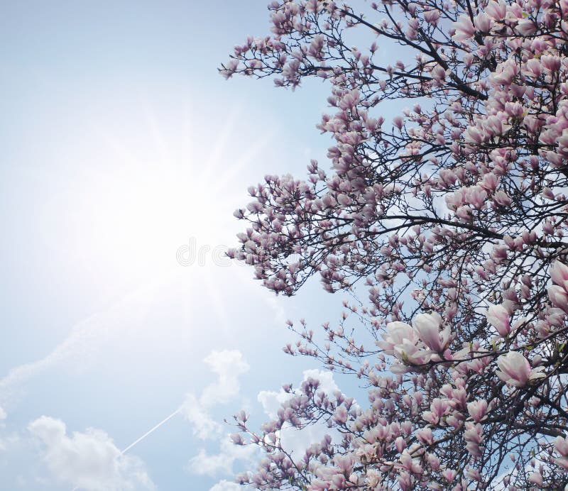 Spring pink tree stock photo. Image of close, bokeh, freshness - 30682440