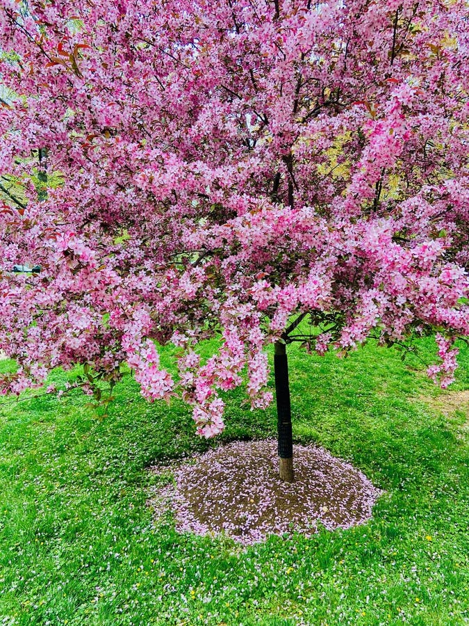 Spring Pink Tree and Green Grass in April Stock Image - Image of ...