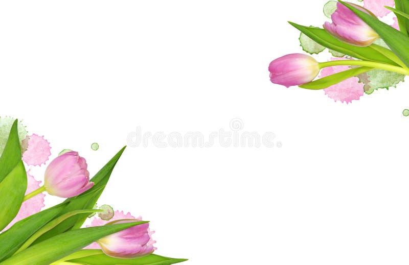 Spring Pink Tulip Flowers in a Corner Arrangements with a Frame ...