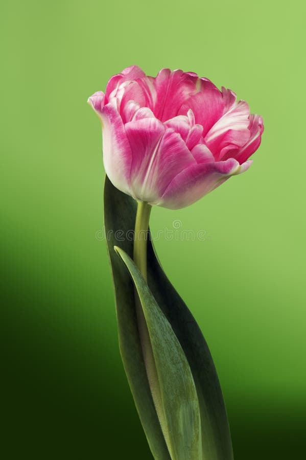Spring pink tulips stock image. Image of classic, colorful - 13374089