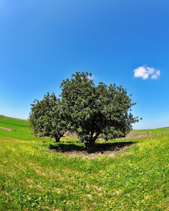 The spring plain stock image. Image of green, hills - 195688085