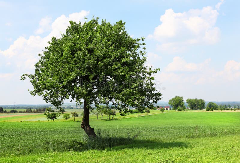 Spring on the Plains stock image. Image of front, hill - 27180265