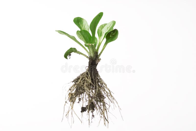 Spring plant stock image. Image of glory, botany, leaf - 5648113