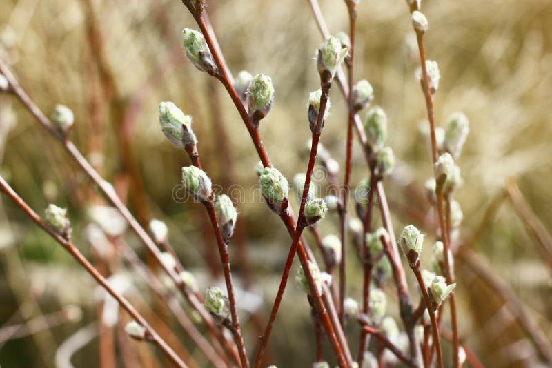 Spring Plant Buds on a Branches with Blurred Background Stock Image ...
