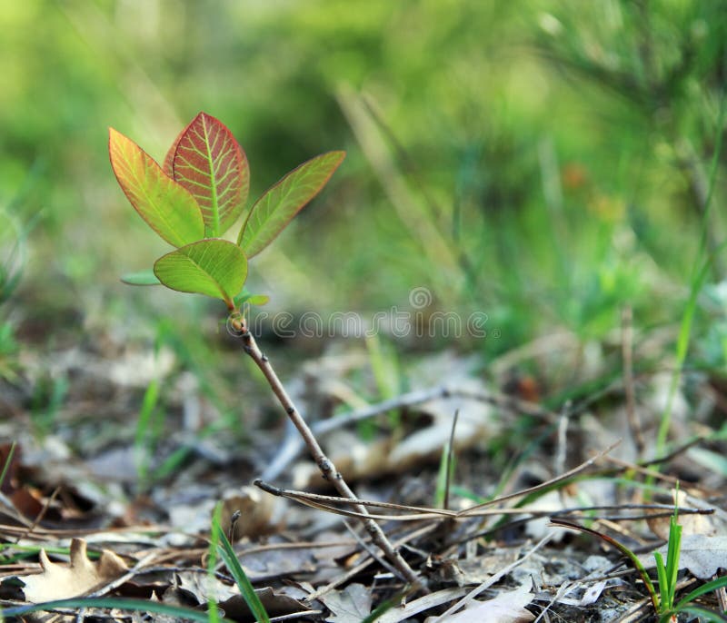 Spring plant stock photo. Image of green, park, nature - 35130118