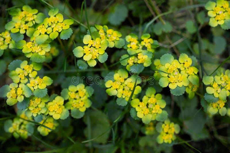 Spring Plant in the Forest Chrysosplenium Alternifolium Stock Image ...