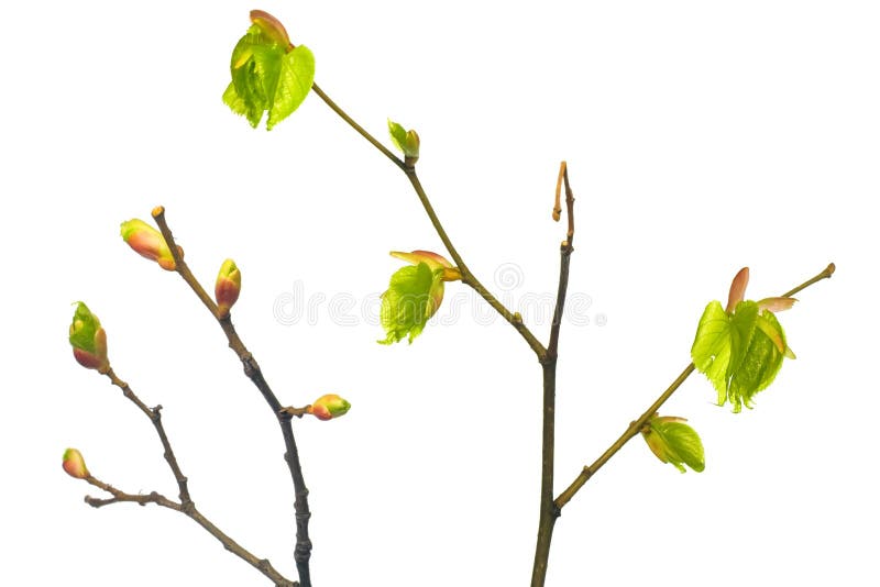 Spring plant isolated stock photo. Image of green, studio - 12101544