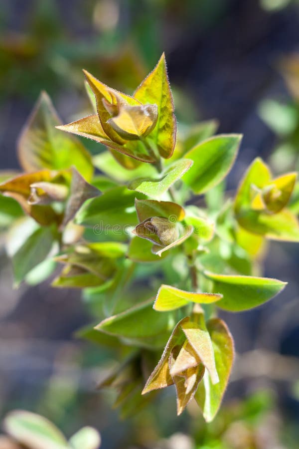 Spring plant opening stock image. Image of botany, blossom - 153234585