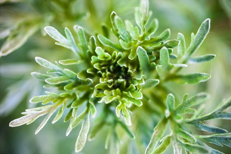 Spring plant opening stock image. Image of head, explosive - 179806503