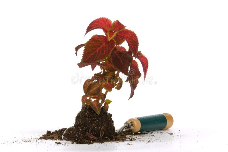 Spring planting stock photo. Image of plant, spade, gardening - 3056864