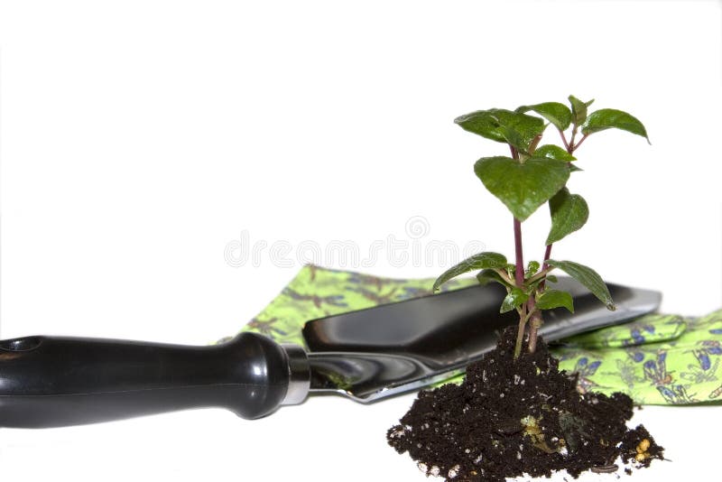 Spring planting stock photo. Image of dirt, cultivation - 100594