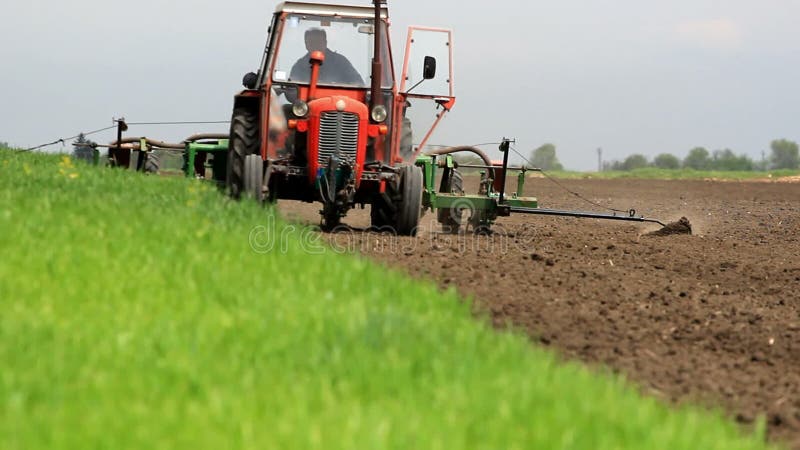 Planting Corn Seedlings. a Male Farmer Plants Small Corn Seedlings in a ...