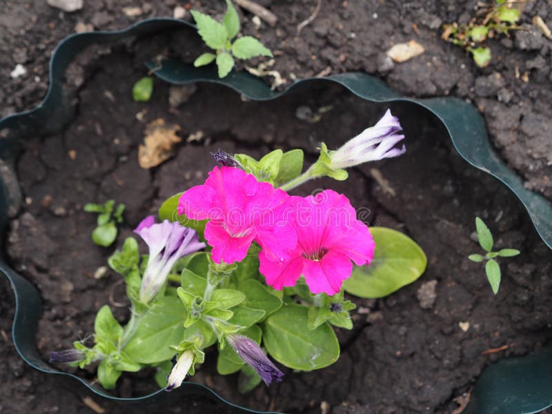 Spring Planting of Flowers.Petunia Flower is Planted in the Open Ground ...