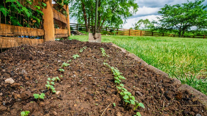 Spring planting stock photo. Image of spring, growth - 377630570