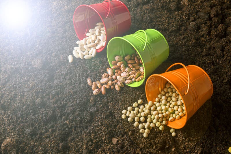 Spring planting plants stock image. Image of seeds, garden - 88792575