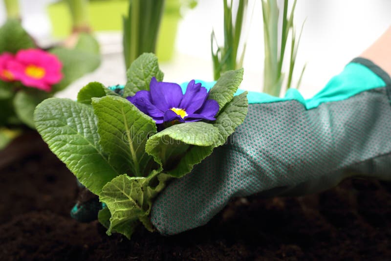 Planting plants in pots stock photo. Image of hobby, gloves - 65713794