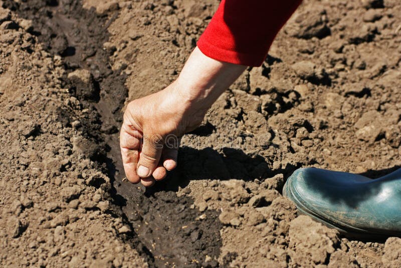 Spring planting of seeds. stock image. Image of beds - 111034121