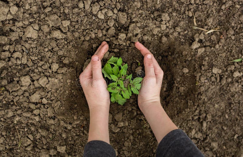Spring Planting of Young Seedlings in the Ground Close-up. Stock Image ...