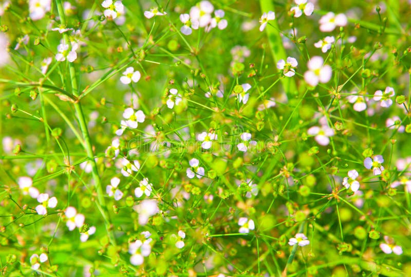 Spring plants background stock photo. Image of grass - 104288414