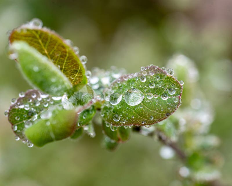 Spring Plants Covered with Dew Drops, Spring Flowers, Morning Dew Stock ...