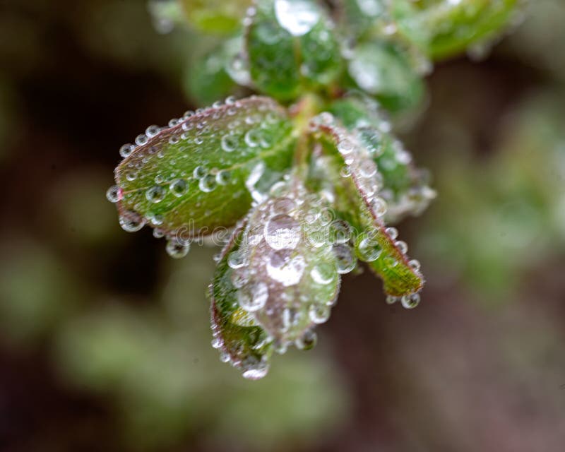 Spring Plants Covered with Dew Drops, Spring Flowers, Morning Dew Stock ...