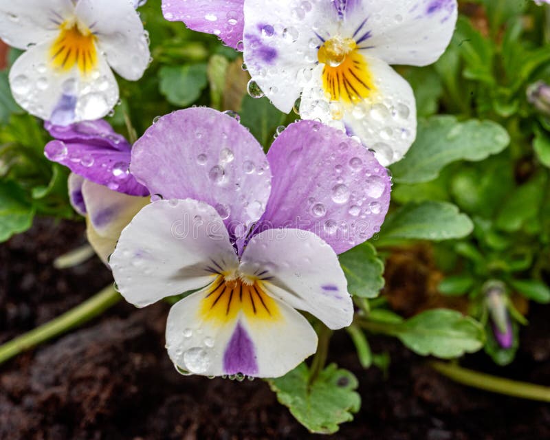 Spring Plants Covered with Dew Drops, Spring Flowers, Morning Dew Stock ...