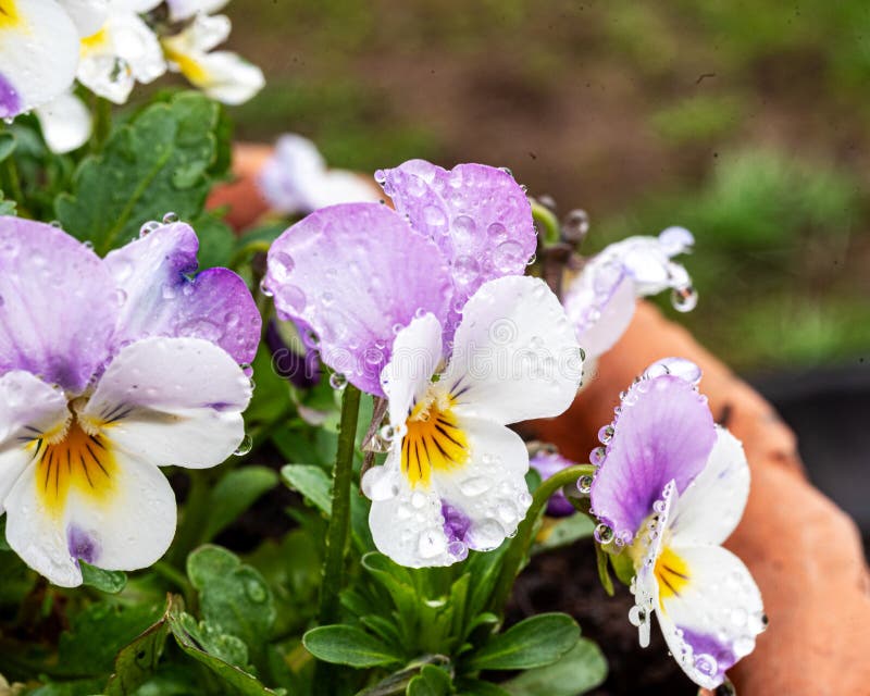 Spring Plants Covered with Dew Drops, Spring Flowers, Morning Dew Stock ...