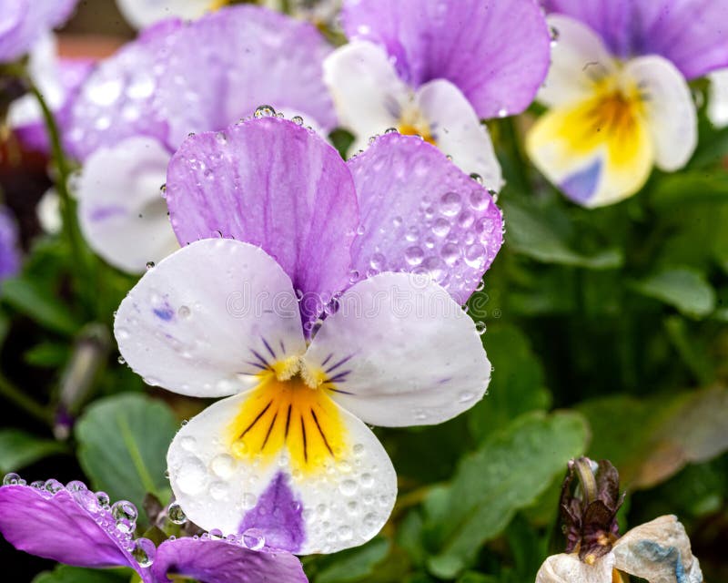 Spring Plants Covered with Dew Drops, Spring Flowers, Morning Dew Stock ...