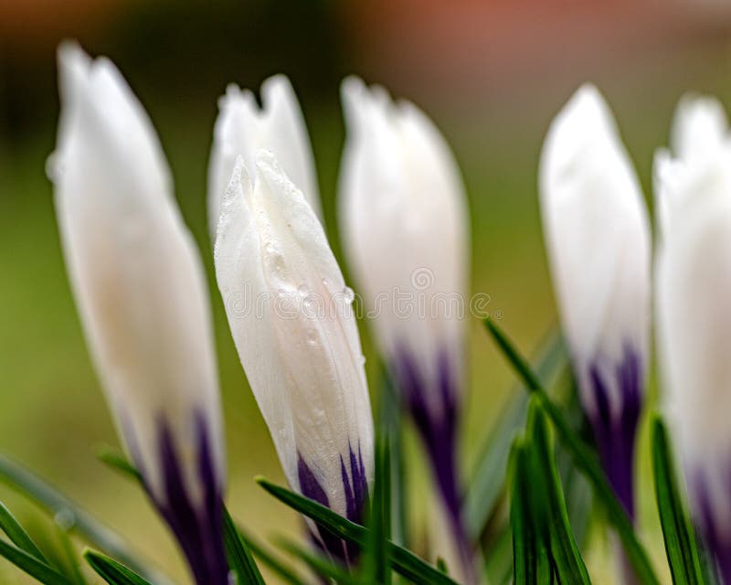 Spring Plants Covered with Dew Drops, Spring Flowers, Morning Dew Stock ...