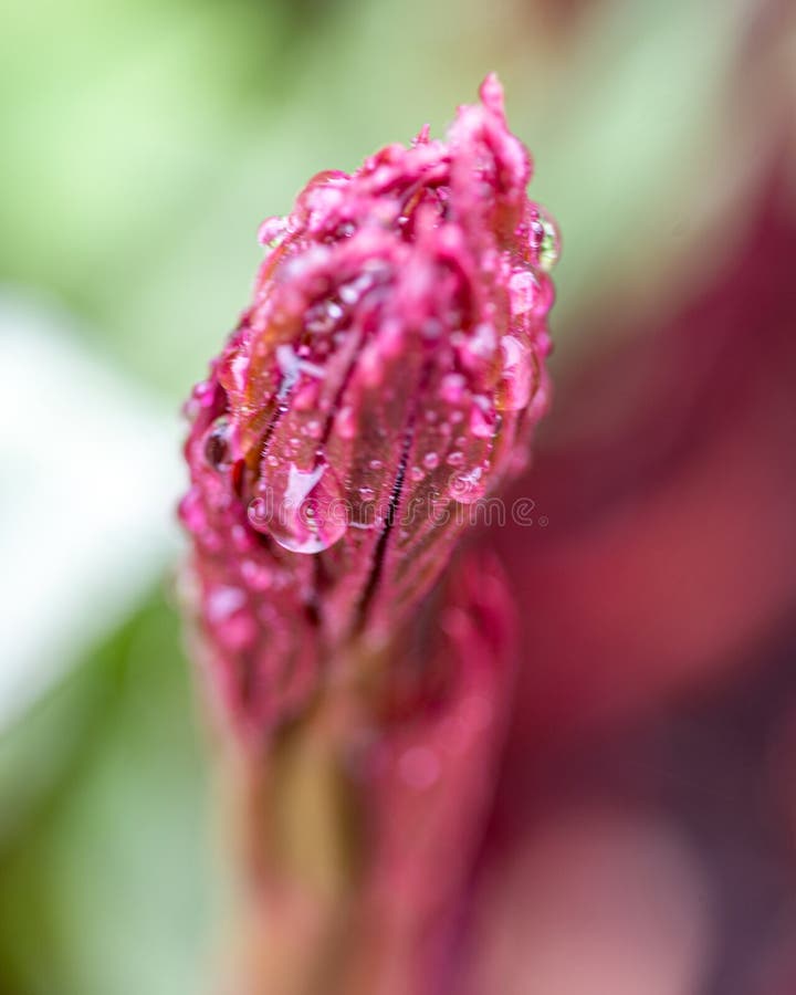 Spring Plants Covered with Dew Drops, Spring Flowers, Morning Dew Stock ...