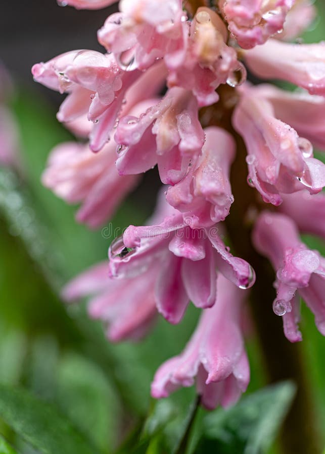 Spring Plants Covered with Dew Drops, Spring Flowers, Morning Dew Stock ...
