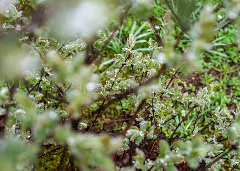 Spring Plants Covered with Dew Drops, Spring Flowers, Morning Dew Stock ...