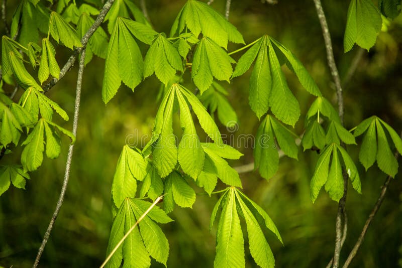 Spring plants stock photo. Image of plank, blossom, postcard - 245670372