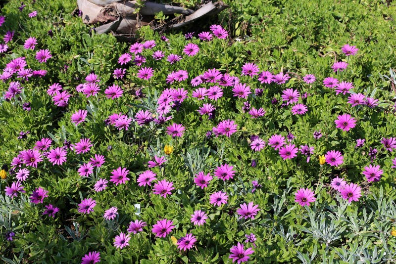 Spring Plants and Flowers in Israel Stock Photo - Image of plants, rest ...